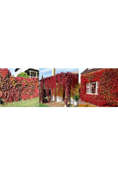 Mevsim Fidancılık Peyzaj Tüplü Amerikan Sarmaşık Fidanı( 2 Yaşında Boyu 120 Cm) Parthenocissus Quinquefolia