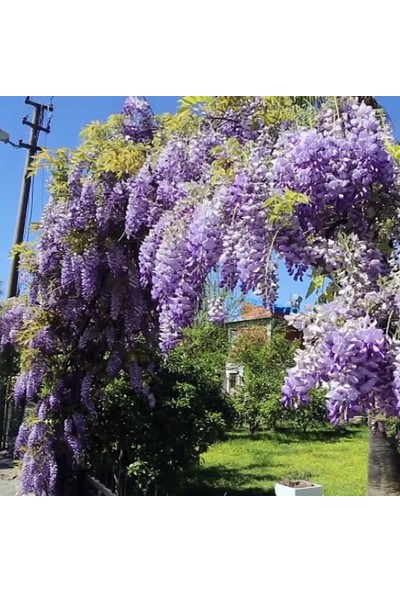 Mevsim Fidancılık Peyzaj Tüplü Yoğun Kokulu Mor Salkım Fidanı ( 2 Yaşında Boyu 30-40CM) Wisteria Sinensis