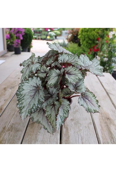 Mevsim Fidancılık Peyzaj Saksılı Ithal Rex Begonya ( Tam Gri Renk )( 12 cm Saksı ) (Begonia Rex)