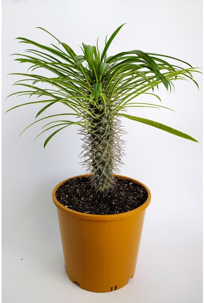 Toptan Kaktüs - Pachypodium Lamerei Madagaskar Palmiyesi Tekli Özel Kaktüs 12 cm Saksıda