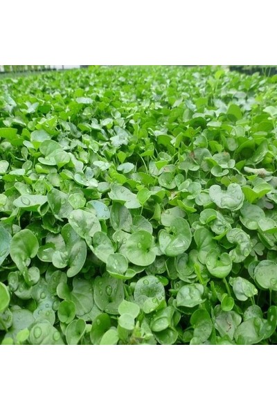 Bezirgan Fare Kulağı Çim Tohumu Bezirgan Fare Kulağı Çim Tohumu