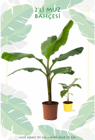 Bitkim 2’li Muz Seti - Muz Ağacı Bitkisi 95 cm + Muz Ağacı Bitkisi 35-40 cm