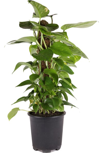 Bitkim Pothos (Potos) Salon Sarmaşığı - Epipremnum Aureum 55-60 cm Bitkim Pothos (Potos) Salon Sarmaşığı - Epipremnum Aureum 55-60 cm