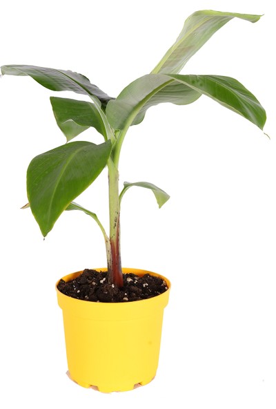 Bitkim Muz Ağacı Bitkisi 35-40 cm