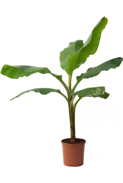 Bitkim Muz Ağacı Bitkisi 95-120 cm