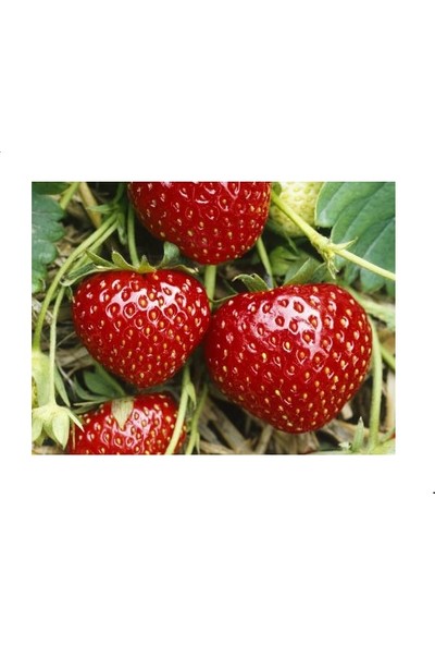 Çilek Diyarı 100 Adet ( Osmanlı ) Çilek Fidesi Açık Kök ve Firigo