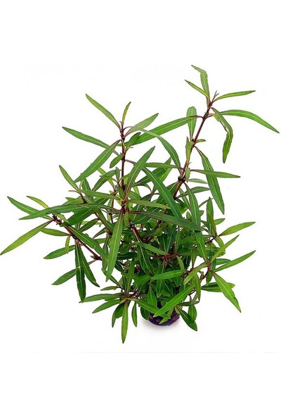 Akvaryum Bitkileri Hygrophila Araguaia Saksı Canlı Bitki Akvaryum Bitkileri Hygrophila Araguaia Saksı Canlı Bitki