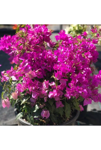 Fidanistanbul Bougainvillea Nana Bodur Begonvil Gelin Duvağı Çiçeği, Saksıda