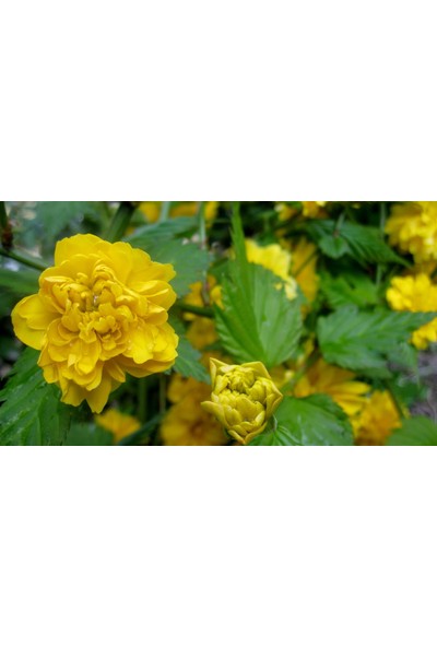 Fidanistanbul Kerria Japonica Pleniflora Sarı Kanarya Gülü, 80-100 Cm, Saksıda