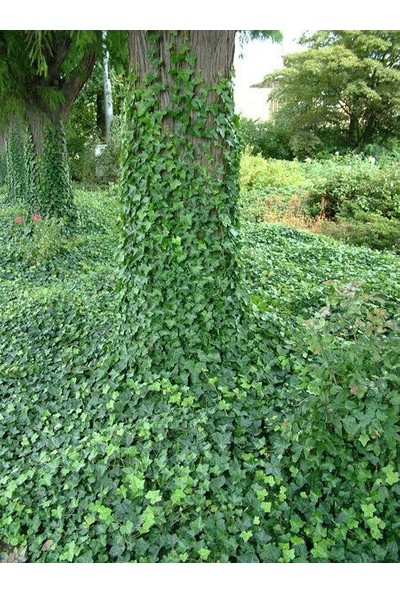 Moda Botanik Duvar Sarmaşığı Hedera Helix 150-180 cm Moda Botanik Duvar Sarmaşığı Hedera Helix 150-180 cm