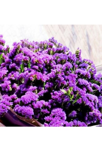 Tohum Dünyam 10 Adet Mor Renkli Deniz Lavantası Çiçeği Tohumu
