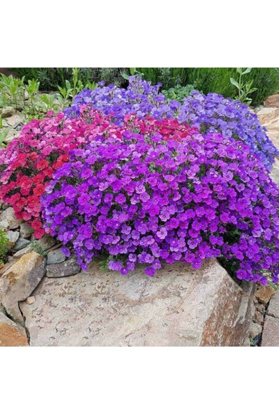 Tohum Dünyam 10 Adet Karışık Renkli Obrizya Çiçeği Tohumu