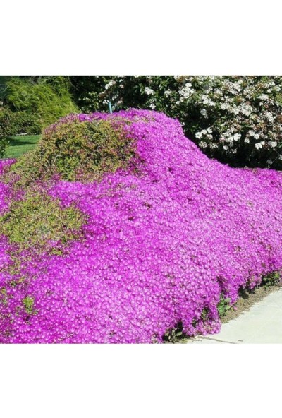 Tohum Dünyam 15 Adet Acem Halısı Çiçeği Tohumu