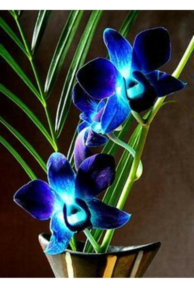 Tohum Dünyam 10 Adet Mavi Renk Orkide Tohum Tohum Dünyam 10 Adet Mavi Renk Orkide Tohum
