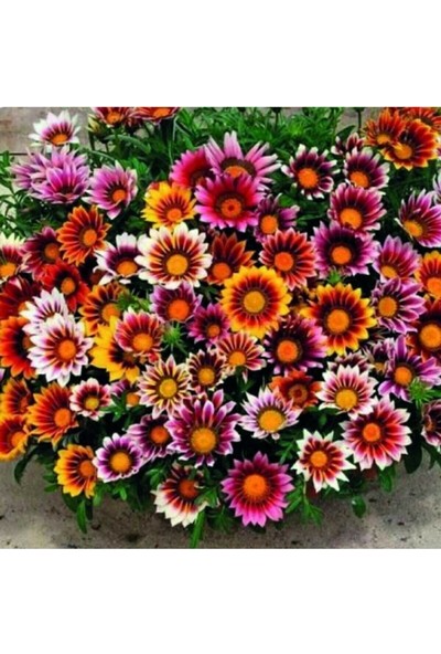 Tohum Dünyam 10 Adet Bodur Koyun Gözü Çiçeği Tohumu Kokulu