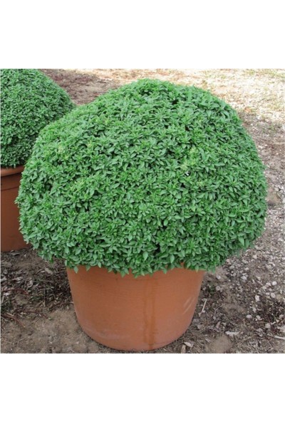 Tohum Dünyam Mis Kokulu Top Reyhan Tohumu 15 Adet Tohum Çiçek Tohumu Fesleğen