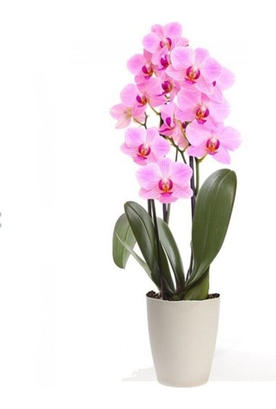 Tohum Dünyam Pembe Orkide Tohumu 5 Adet Tohum Phalaenopsis Çiçek Tohumu