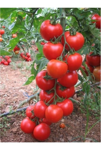 Tohum Dünyam Süper Paket 100 Adet Tohum Ithal Mis Kokul Gerçek Sırık Domates Tohumu Tohum Dünyam Süper Paket 100 Adet Tohum Ithal Mis Kokul Gerçek Sırık Domates Tohumu