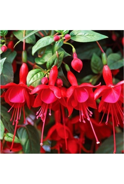 Tohum Dünyam Karışık Küpeli Çiçeği Tohumu 5 Adet Tohum Çiçek Tohumu