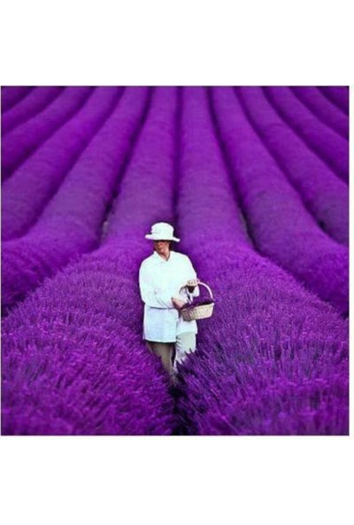 Tohum Dünyam 20 Adet Yediveren Mor Lavanta Tohumu