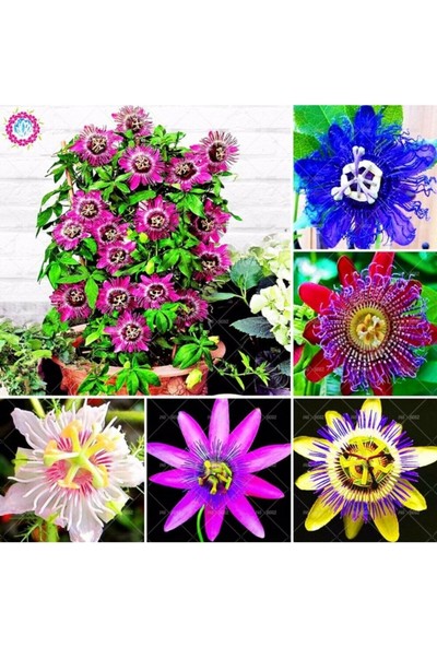 Tohum Dünyam 9 Adet 9 Çeşit Passiflora Çiçeği Tohumu Tohum Dünyam 9 Adet 9 Çeşit Passiflora Çiçeği Tohumu