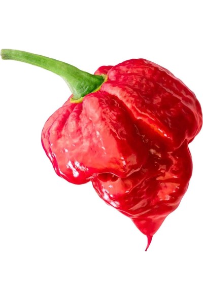 Tohum Dünyam Ithal Nadir Çok Acı Trinidat Scorpion Biber Tohumu 5 Adet Tohum Dünyanın En Acı Akrep Biberi Tohum Dünyam Ithal Nadir Çok Acı Trinidat Scorpion Biber Tohumu 5 Adet Tohum Dünyanın En Acı Akrep Biberi