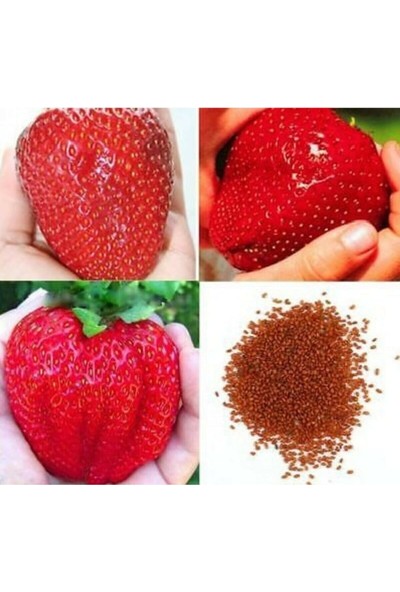 Tohum Dünyam 100 Adet Yediveren Dev Çilek Tohumu