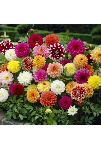 Tohum Dünyam 10 Adet Karışık Renkli Dahlia Çiçeği Tohumu