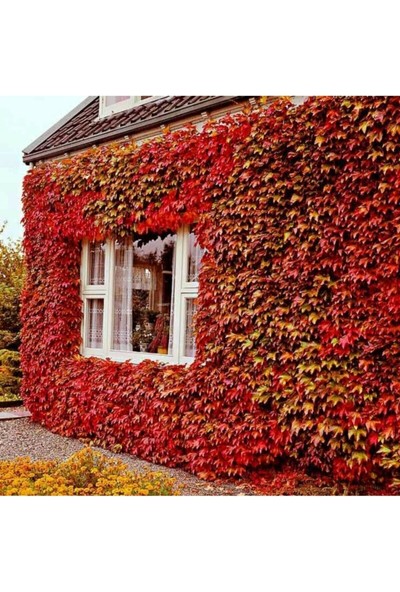 Tohum Dünyam 5 Adet Kırmızı Amerikan Sarmaşığı Tohumu