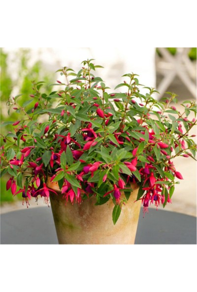 Tohum Dünyam Kırmızı Küpeli Çiçeği Tohumu 5 Adet Tohum Çiçek Tohumu Tohum Dünyam Kırmızı Küpeli Çiçeği Tohumu 5 Adet Tohum Çiçek Tohumu