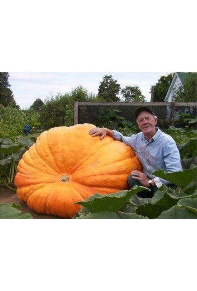 Tohum Dünyam Eko Paket 10 Adet Tohum Atlantik Giant Dev Kabak Tohumu