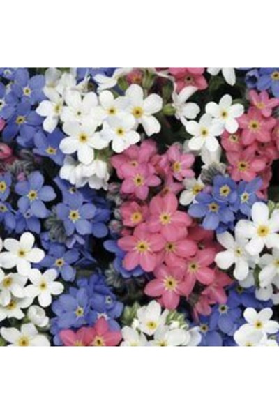 Tohum Dünyam 10 Adet Karışık Renkli Unutma Beni Çiçeği Tohumu
