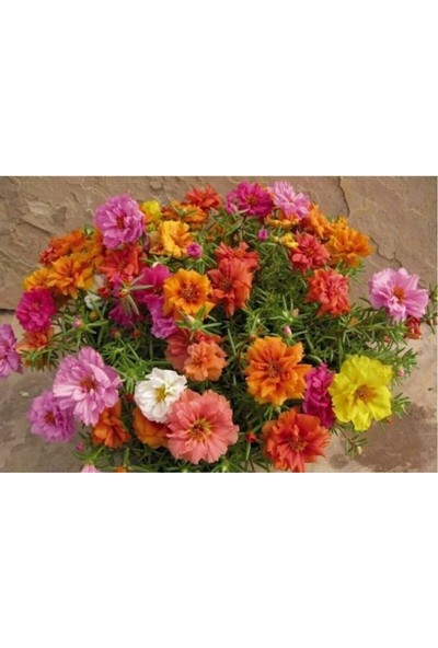 Tohum Dünyam Ipek Şelaki Kedi Tırnağı Çiçeği Tohumu 10 12 Adet Tohum Dünyam Ipek Şelaki Kedi Tırnağı Çiçeği Tohumu 10 12 Adet