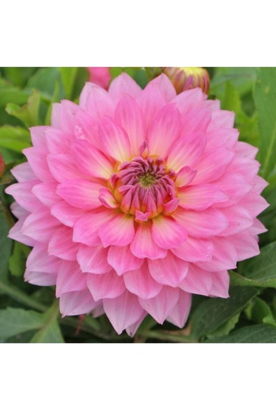 Tohum Dünyam Dahlia Çiç Ek Tohumu Pembe 5 Adet