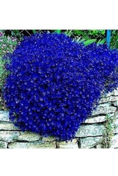 Tohum Dünyam 10 Adet Mavi Renkli Sarkan Lobelya Çiçek Tohumu