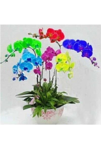 Tohum Dünyam Kelebek Orkide Tohumu 10 Adet