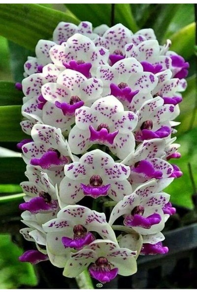 Tohum Dünyam 10 Adet Mor ve Beyaz Desenli Orkide Çiçeği Tohumu