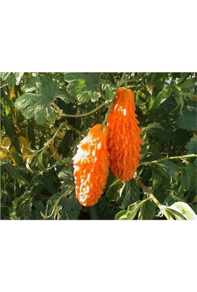 Tohum Dünyam Dev Kudret Narı * 10 Tohum [ Ev Bahçe]