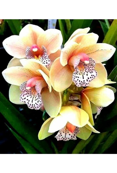 Tohum Dünyam Sarı Çilli Orkide Tohumu 10 Adet