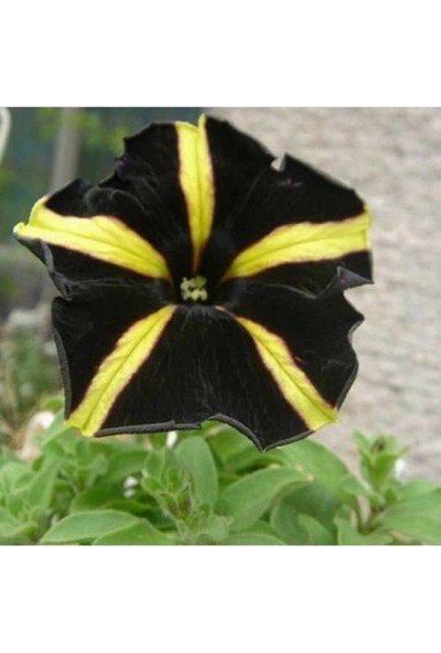 Tohum Dünyam 10 Adet Sarı-Siyah Renkli Bodur Petunya Tohumu Ithal