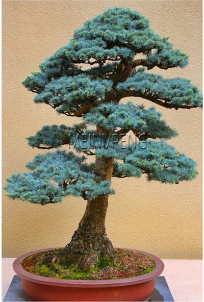 Tohum Dünyam Bodur Mavi Selvi Bonzai Ağacı Tohumu 5 Adet Bonsai Ağacı Tohumu Tohum Dünyam Bodur Mavi Selvi Bonzai Ağacı Tohumu 5 Adet Bonsai Ağacı Tohumu