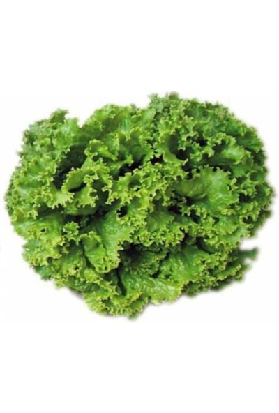 Tohum Dünyam Şamba Kıvırcık Marul Tohumu 100 Adet Tohum