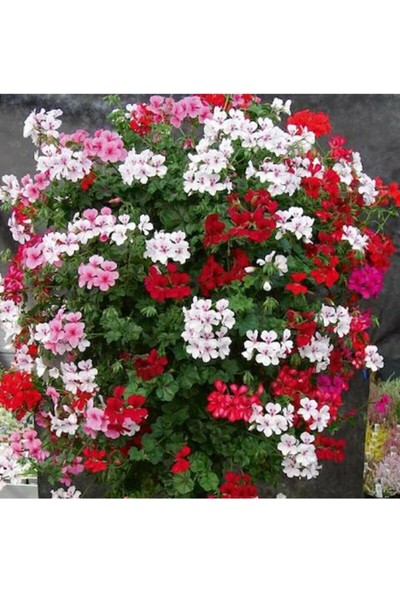 Tohum Dünyam Sakız Sardunya Karışık Tohum 10 12 Adet