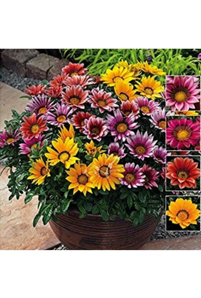 Tohum Dünyam Gazania Çiçek Tohumu 5 Adet