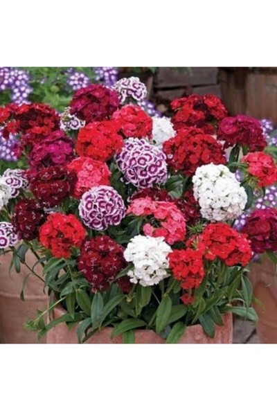 Tohum Dünyam 10 Adet Karışık Renkli Hüsnüyusuf Çiçeği Tohumu