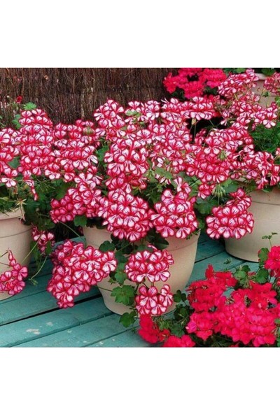 Tohum Dünyam 10 Adet Alacalı Sakız Sardunya Çiçek Tohumu