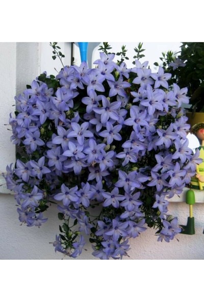 Tohum Dünyam Campanula Mavi Çan Çiçeği Tohumu 10 12 Adet