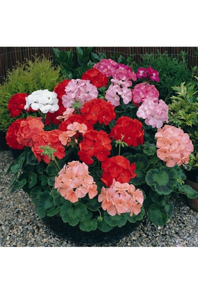 Tohum Dünyam Sardunya Karışık Renk 5 Adet