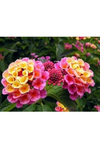 Tohum Dünyam Sardunya Çiçeği Tohumu 10 12 Adet Iki Renkli