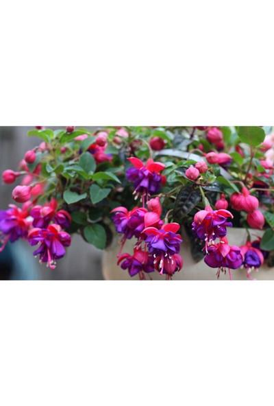 Tohum Dünyam Küpe Çiçeği Tohumu Mor 10 12 Adet